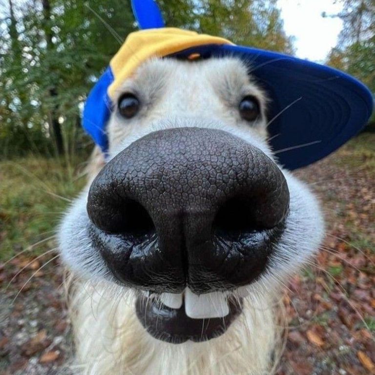 Goofy Ahh Pictures, Images and Photos (People, Cats, Dogs)